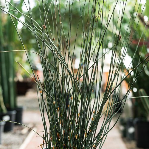 Plants Archives - Green Goddess