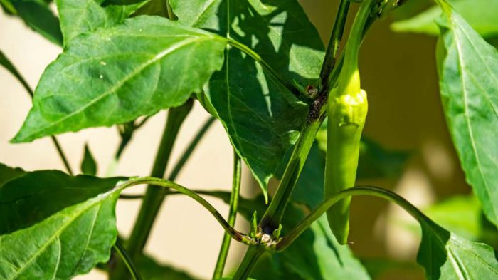 Vegetables that Can Grow in Arizona Heat