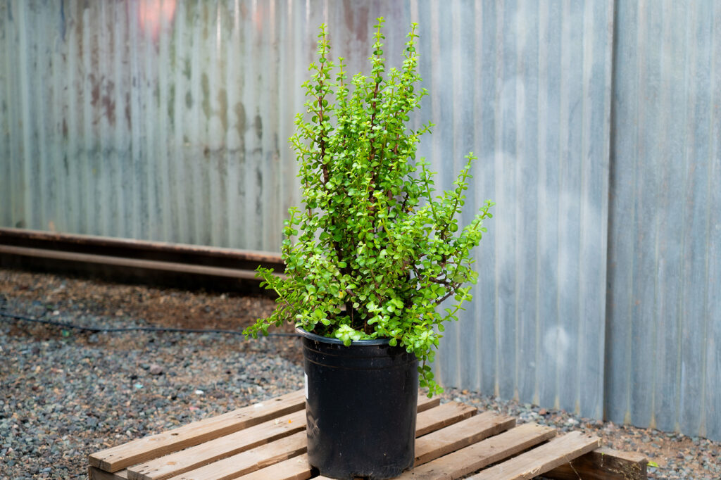 Elaphant Food Bush - Green Goddess