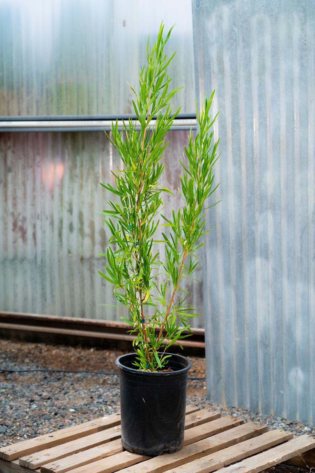 Green Hopseed - Green Goddess