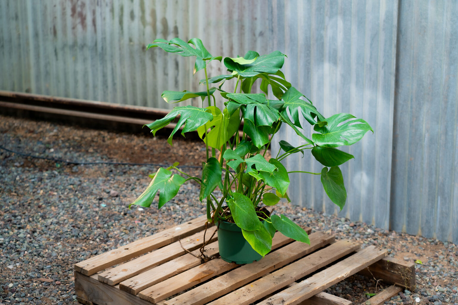 Philodendron Split Leaf - Green Goddess