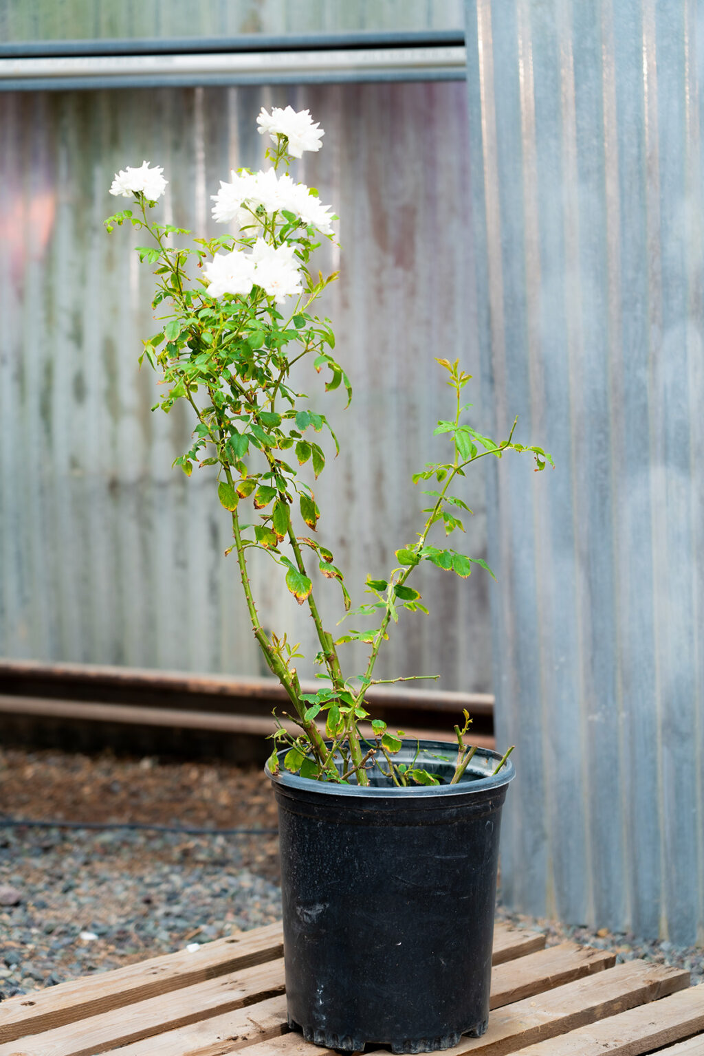 Rose Iceberg - Green Goddess
