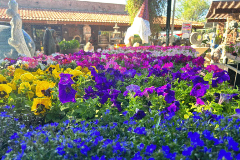Tree & Shrub Planting Guide for November in Arizona - Green Goddess